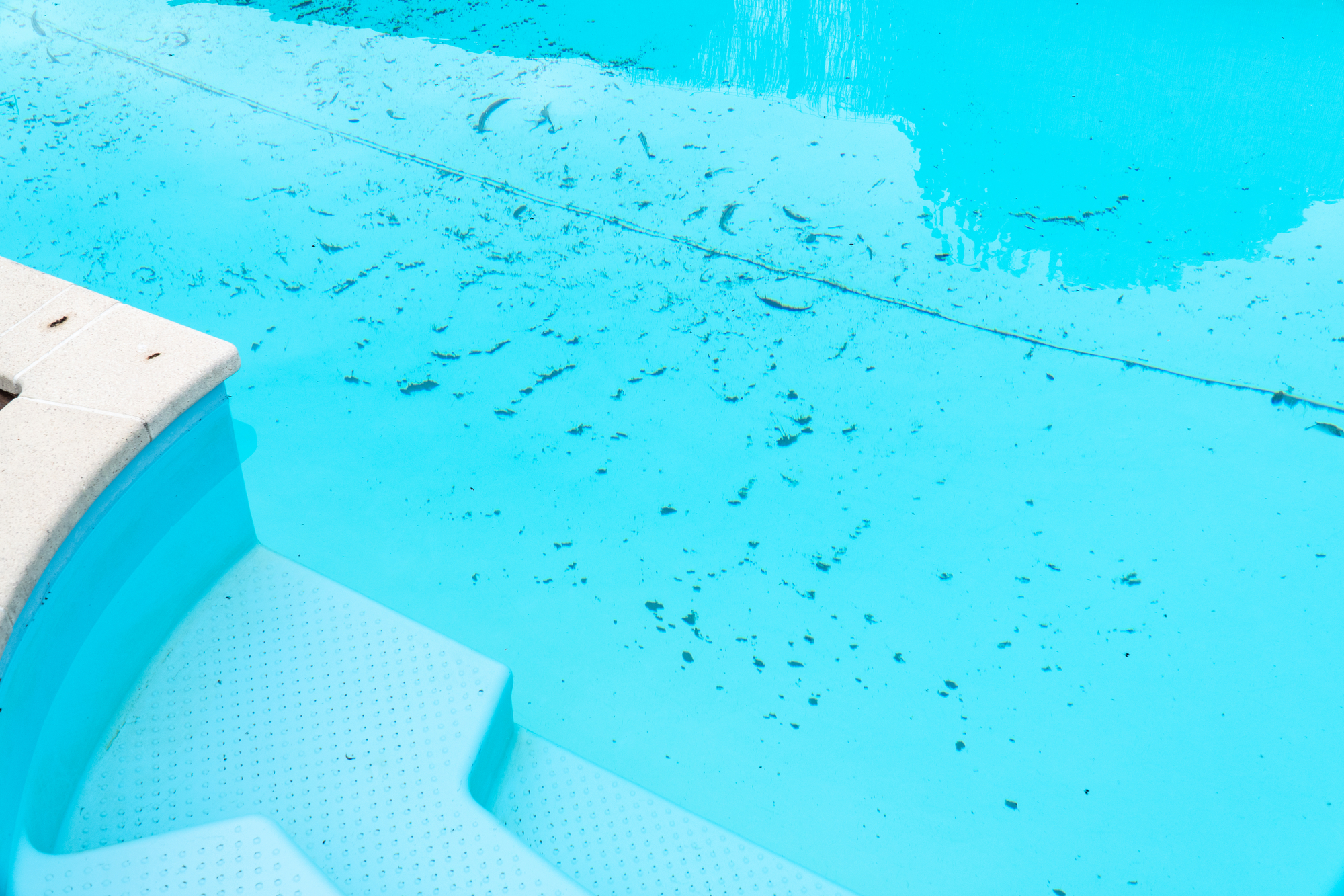 Dead Algae In Pool